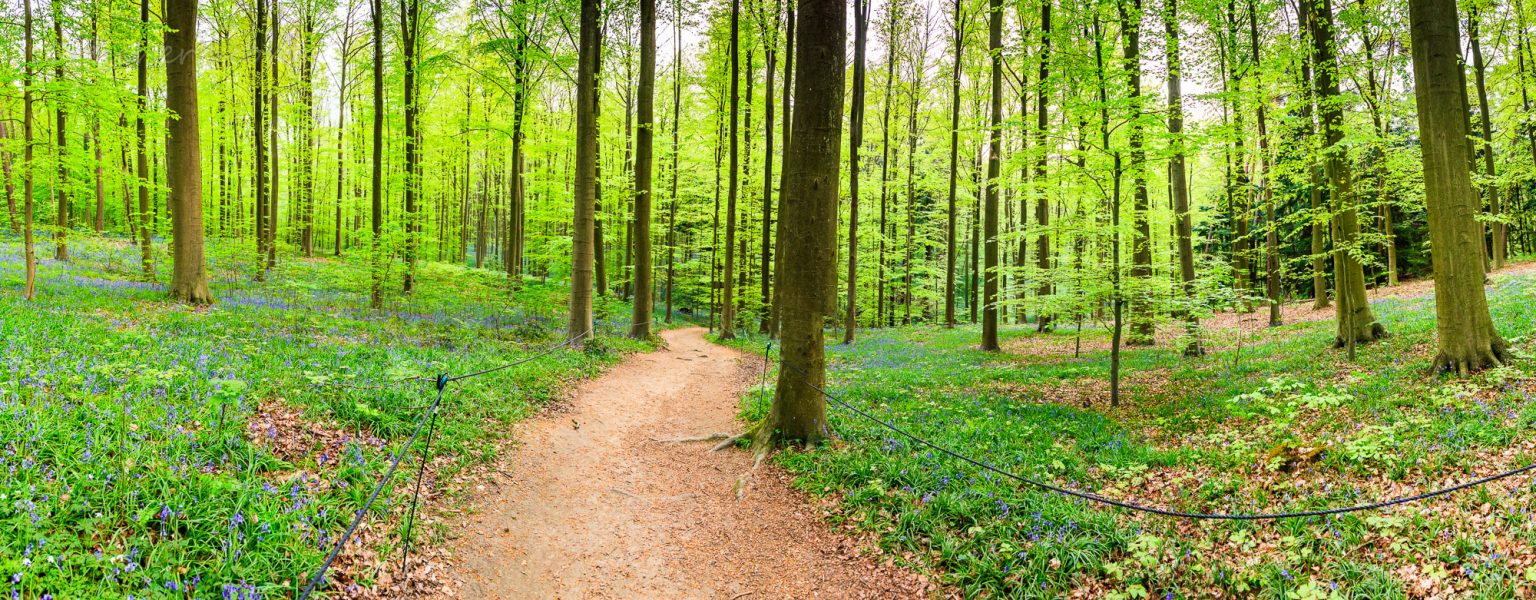 Hallerbos, Belgien - Der Wald in Blau - 5reicherts