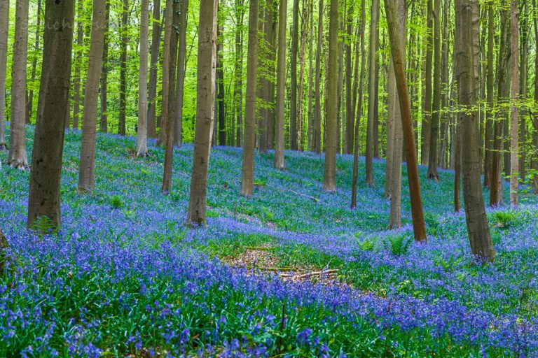 Hallerbos, Belgien - Der Wald in Blau - 5reicherts