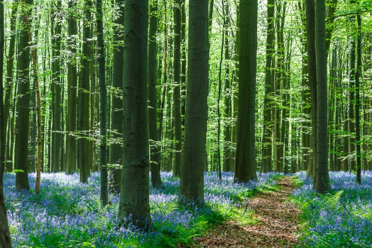 Hallerbos, Belgien - Der Wald in Blau - 5reicherts