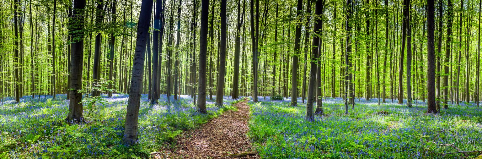 Hallerbos, Belgien - Der Wald in Blau - 5reicherts