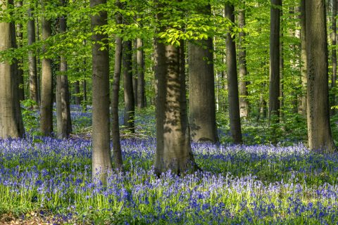 Hallerbos, Belgien - Der Wald in Blau - 5reicherts